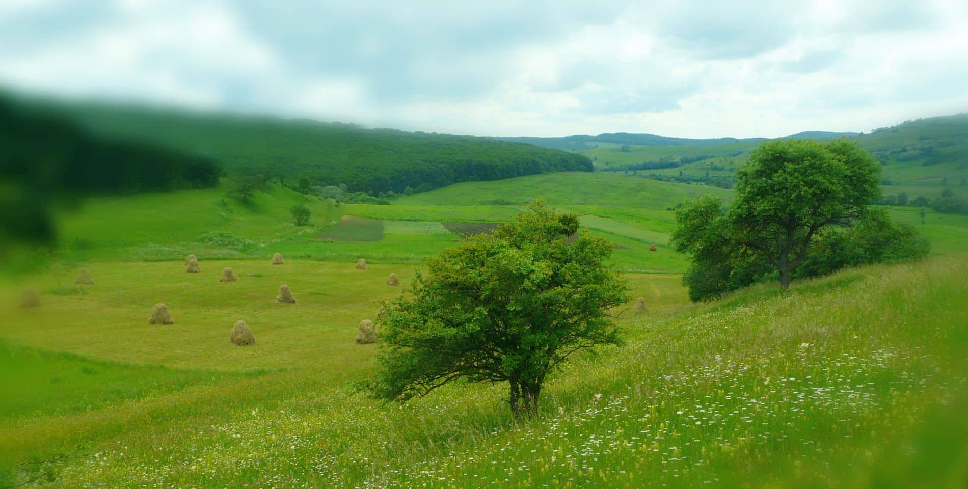Ecosystem services assessment in Romania - Greenformation