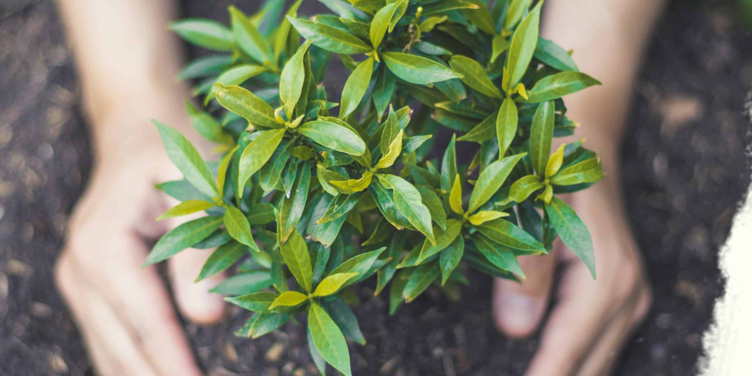 Learning from local action: six countries, six pathways to co-create ...